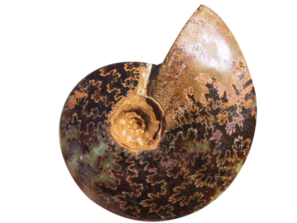 Whole Polished Ammonites With Suture Patterns 11 13cm